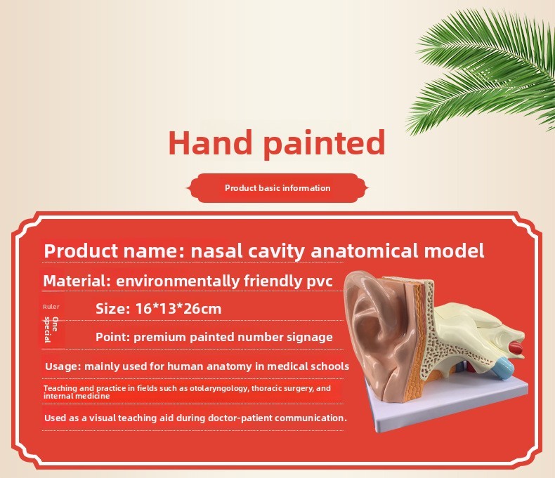 Human Nasal Cavity Anatomy Model ENT Medical Teaching Model Nasal ...