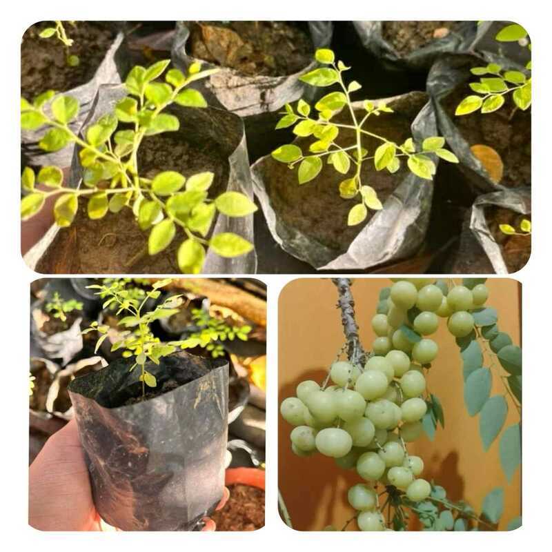 Shop karamay for Sale on Shopee Philippines