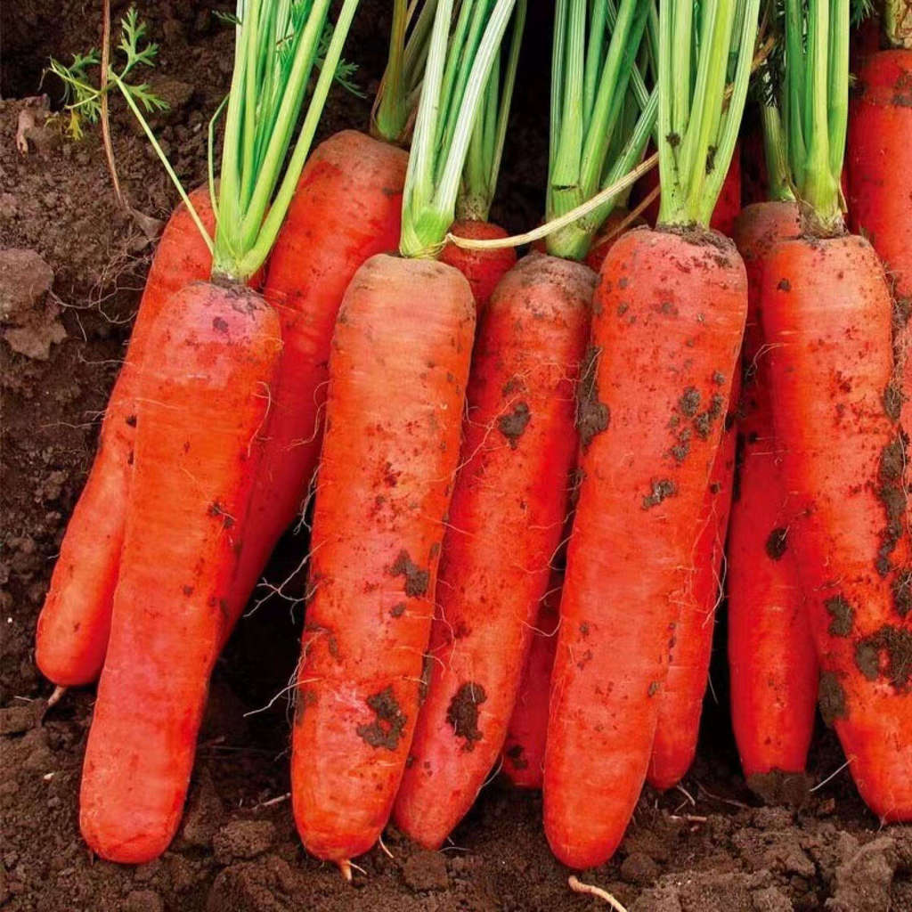 1000seeds/pack KURODA CARROT SEEDS - Carrots Seeds (High Germination ...