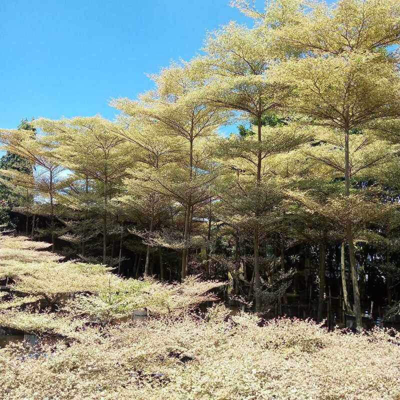 TALISAY VARIEGATED SMALL LIVE PLANTS Cf2 | Shopee Philippines