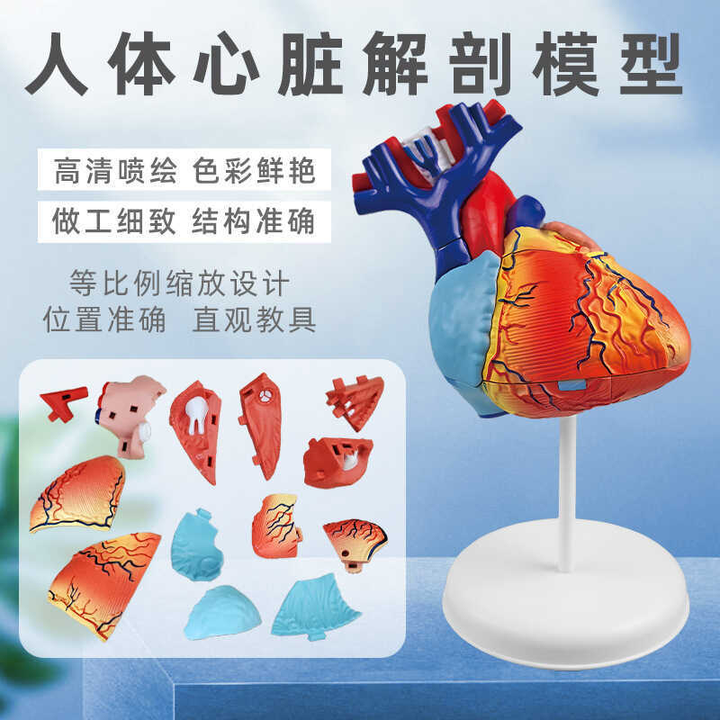 Human Heart Anatomy Model Detachable Medical Teaching Aids Simulation ...