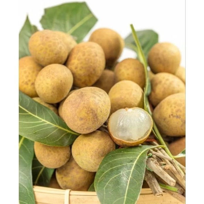 Grafted Lanzones Longkong/ Longgan fruit seedlings | Shopee Philippines