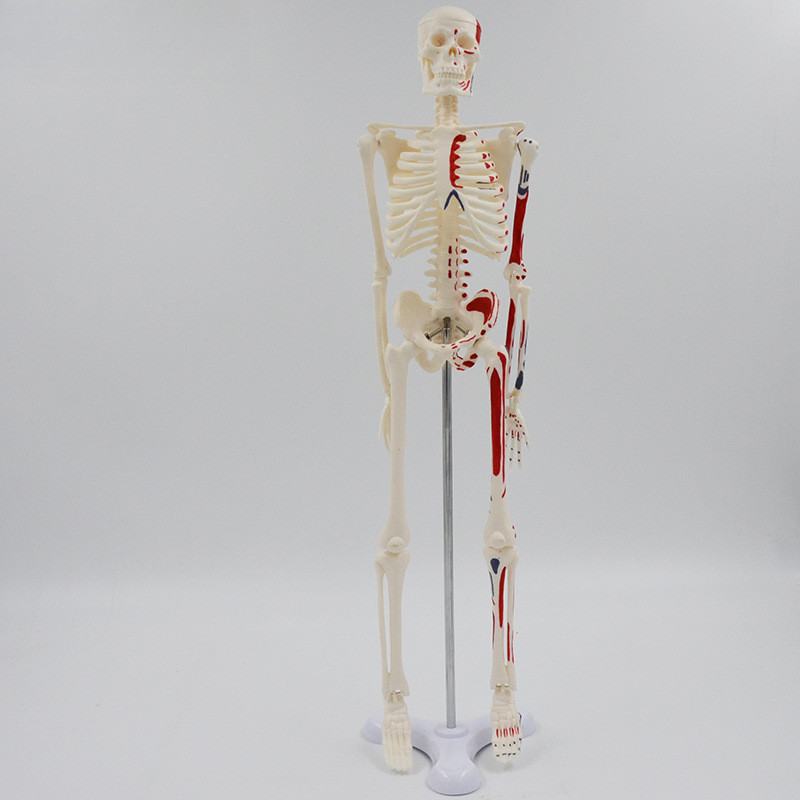 45cm Colorful Human Skeleton Model Muscle Starting and Ending Points ...