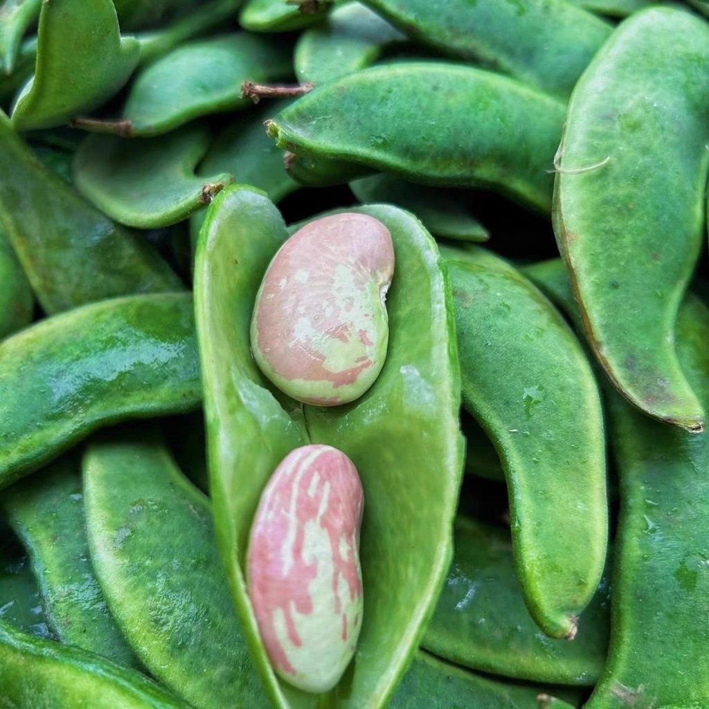 4seeds PaNative patani Seeds- Edible vegetable seeds Organic Native ...