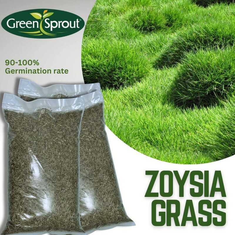 Zoysia Grass Seeds 1Kg - 500G– Pang Landscaping, Lawn, Makapal Na Damo ...