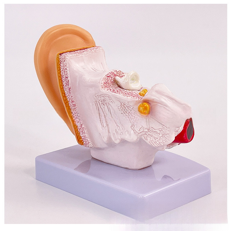 Ear Model Desktop Ear Anatomy Model External Middle Inner Ear Auditory ...