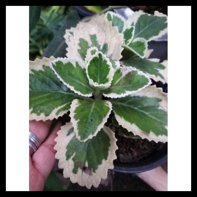 Oregano Variegated Oregano Rare Brazil variety | Shopee Philippines