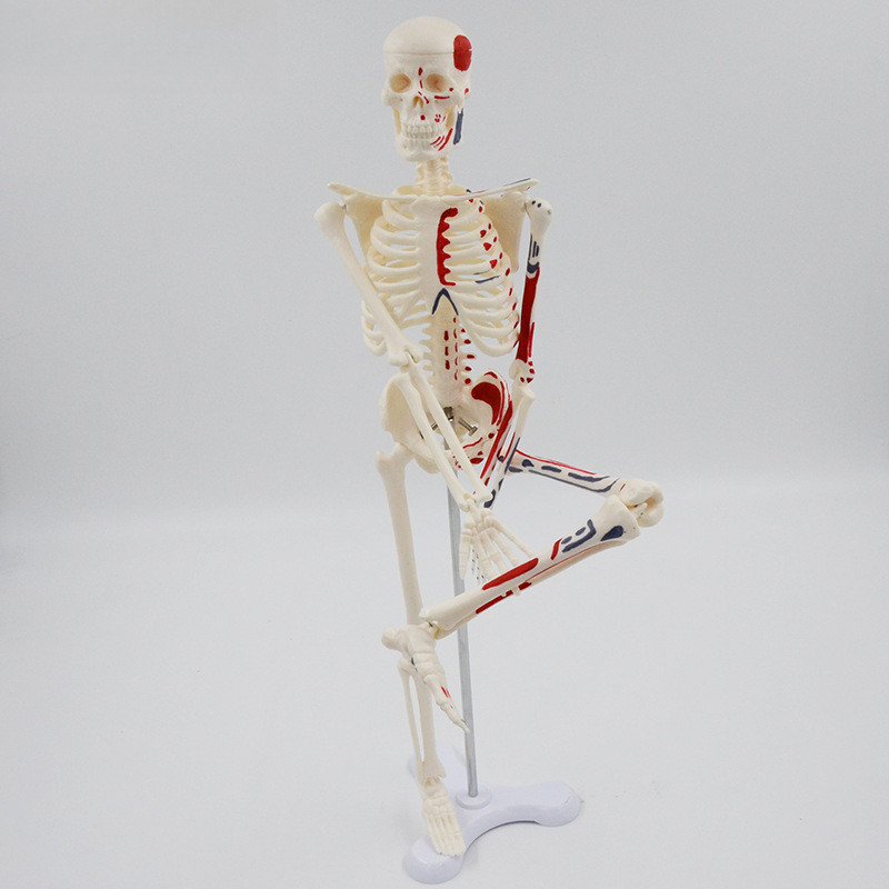 45cm Colorful Human Skeleton Model Muscle Starting and Ending Points ...