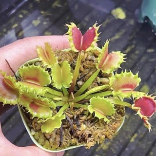 Dumplings And Venus Flytrap] High-end Alien Insectivorous Plant Man ...