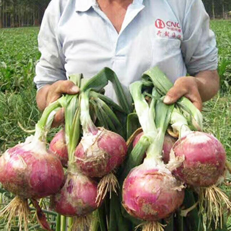 200 seeds sibuyas / red onion seeds -red hawk variety premium vegetable ...