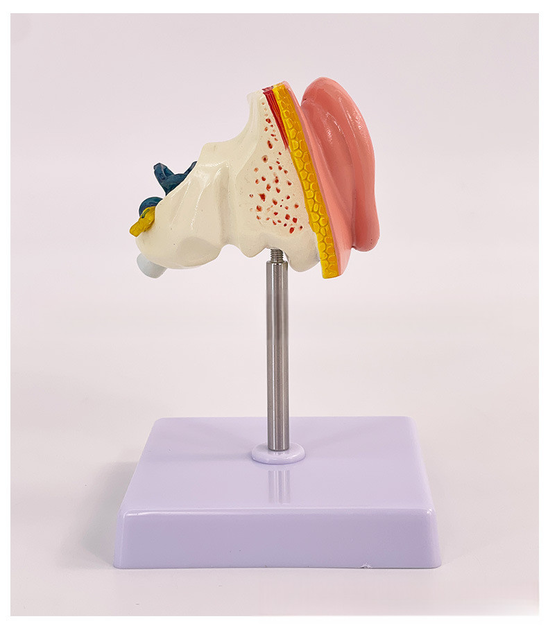 Ear Model Desktop Ear Anatomy Model External Middle Inner Ear Auditory ...