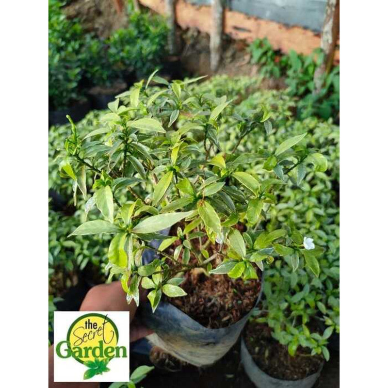 Dwarf Pandakaki Variegated Plant With FREE Plastic Pot, Pebbles And ...