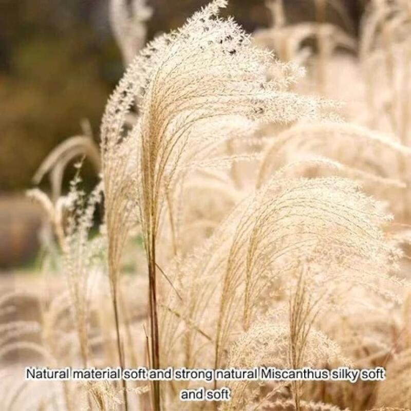 Buy 1 Take 1 Durable Walis Tambo Broom Natural Handmade Detachable ...