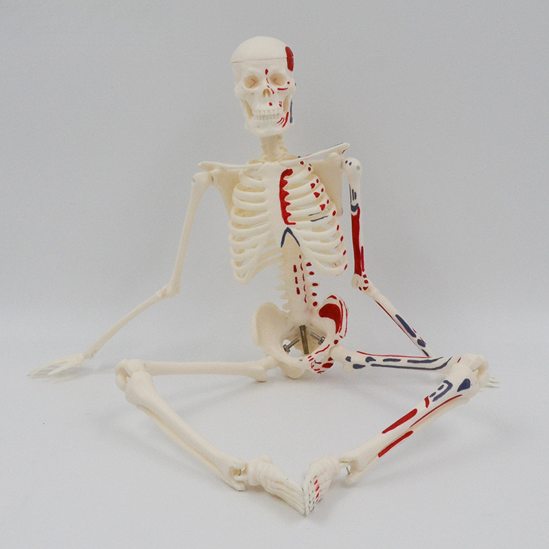 45cm Colorful Human Skeleton Model Muscle Starting and Ending Points ...