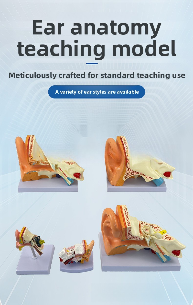 Ear Model Desktop Ear Anatomy Model External Middle Inner Ear Auditory ...