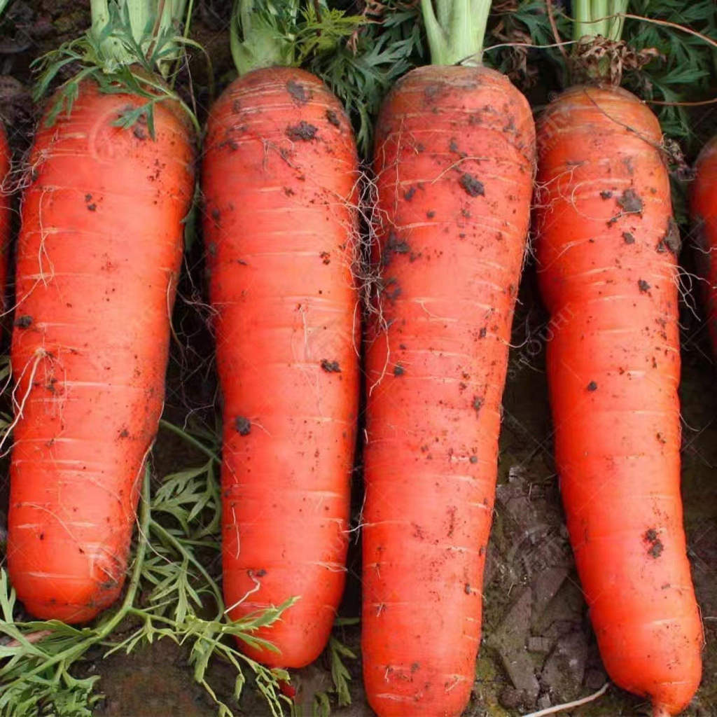 1000seeds/pack KURODA CARROT SEEDS - Carrots Seeds (High Germination ...