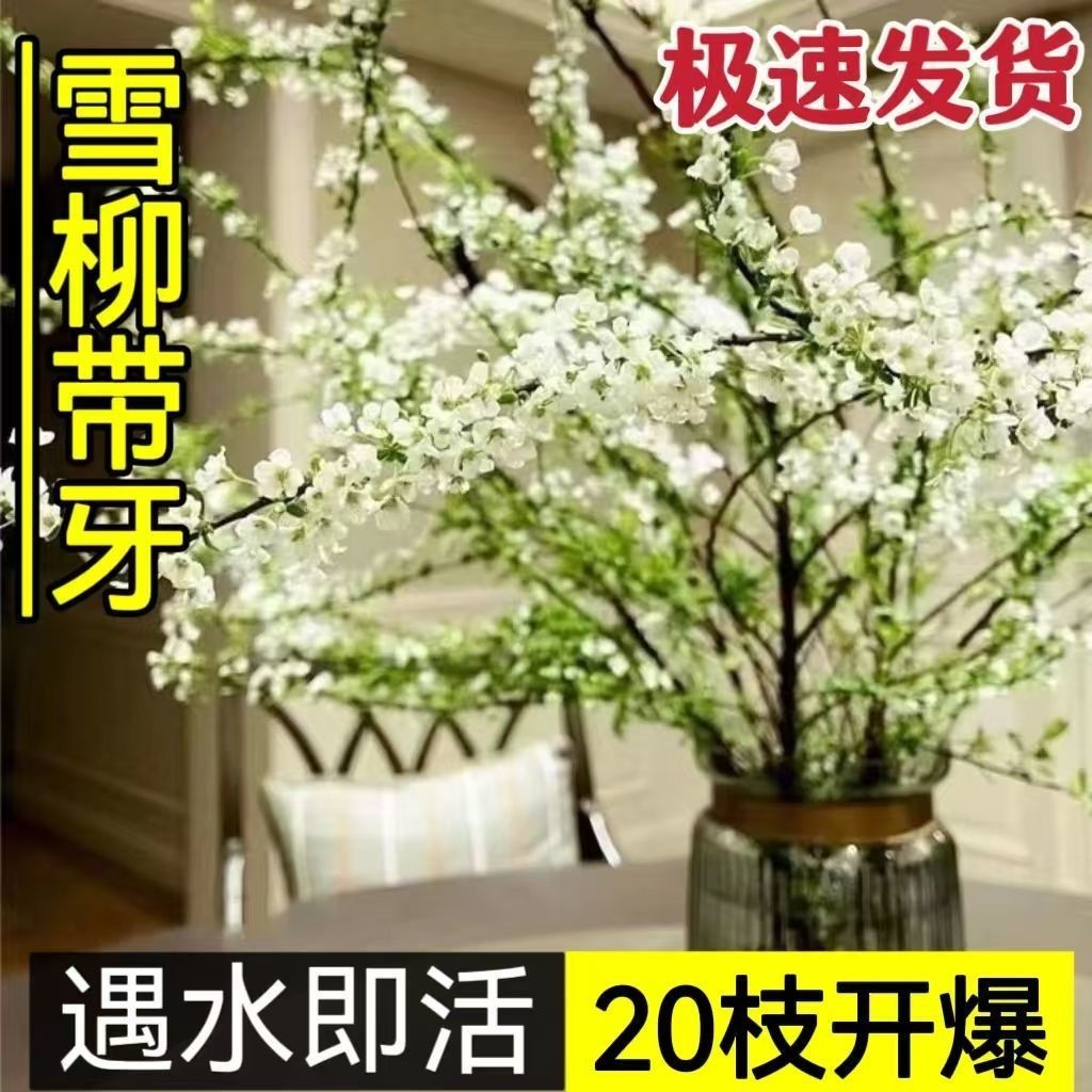 Snow Willow Repurchase 26 Winter 5 Green Plants Indoor Style Fresh ...