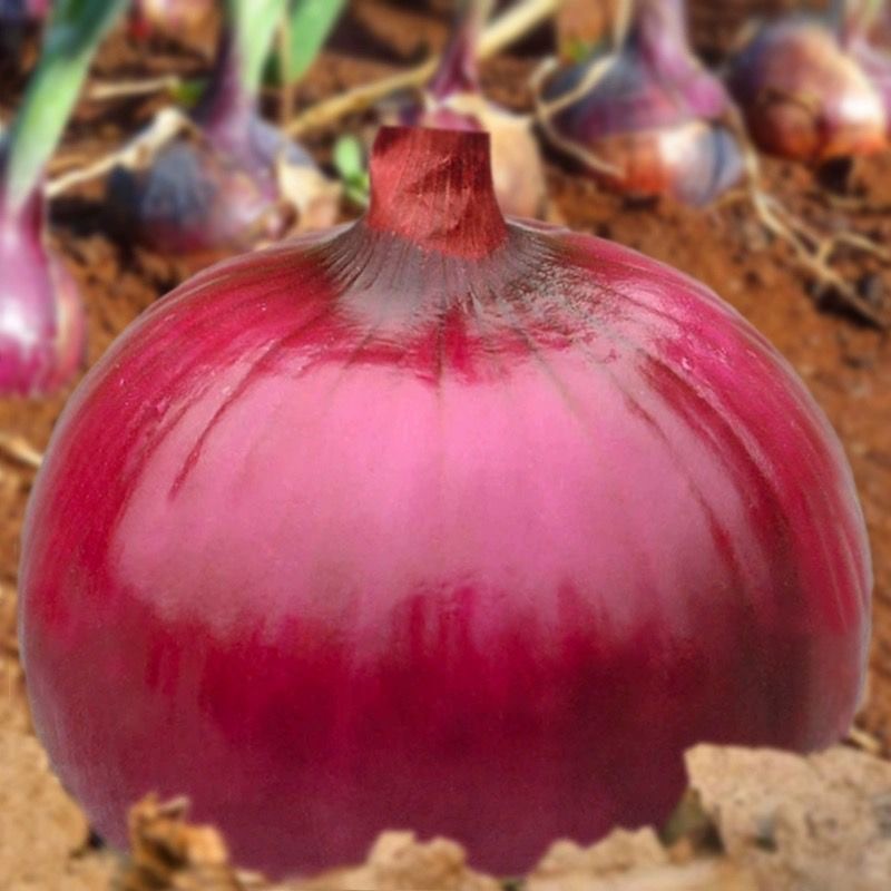 200 seeds sibuyas / red onion seeds -red hawk variety premium vegetable ...
