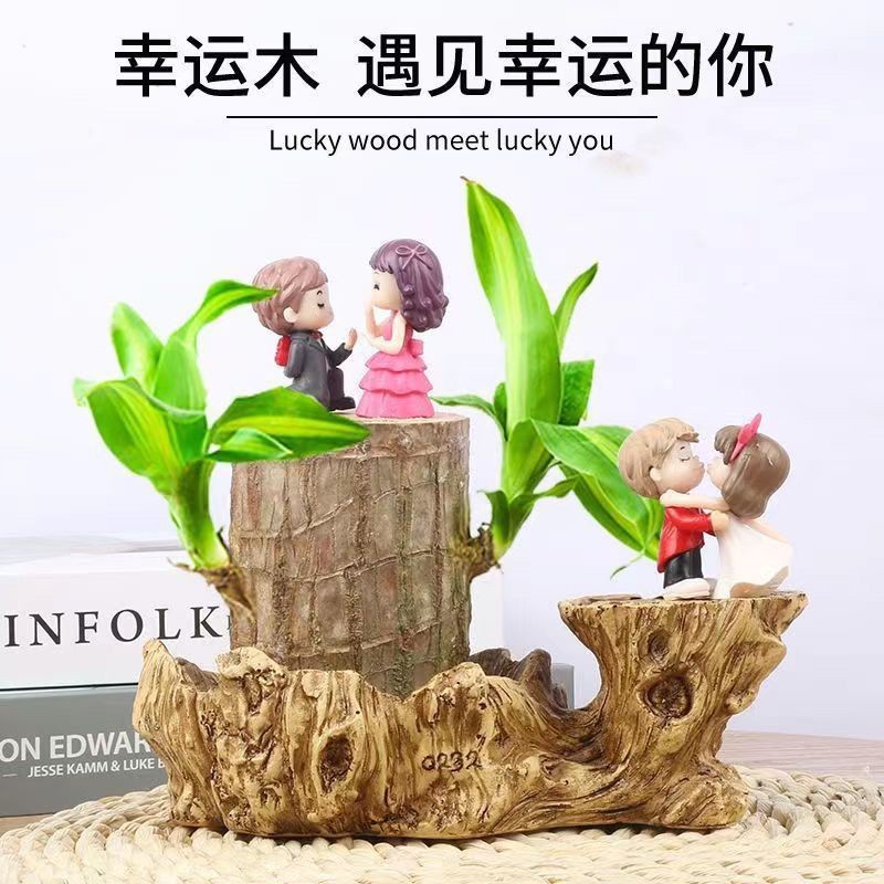 Badan Wood With Spores, Brazilian Wood, Lucky Flowering Groot, Indoor ...