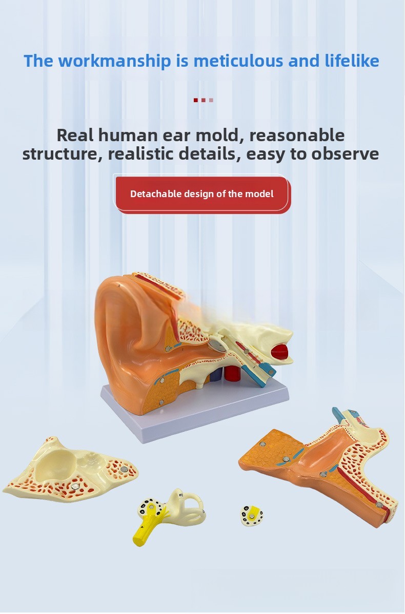 Ear Model Desktop Ear Anatomy Model External Middle Inner Ear Auditory ...