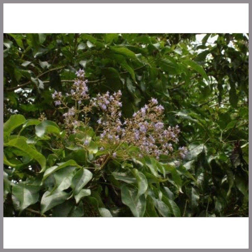 ☺ MOLAVE/TUGAS (25 seeds) buy 2 get 1 free | Shopee Philippines