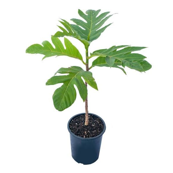 Breadfruit Rimas Artocarpus Fruit Seedlings | Shopee Philippines