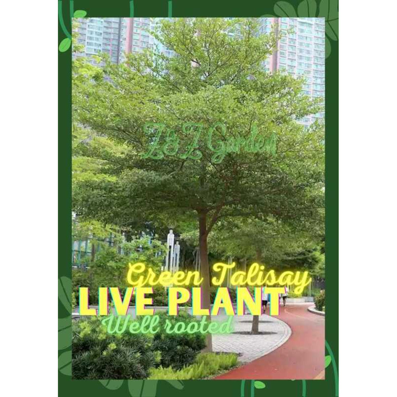 Terminalia Madagascar Almond Green Talisay 1Ft Layering Tree LIVE B7f ...