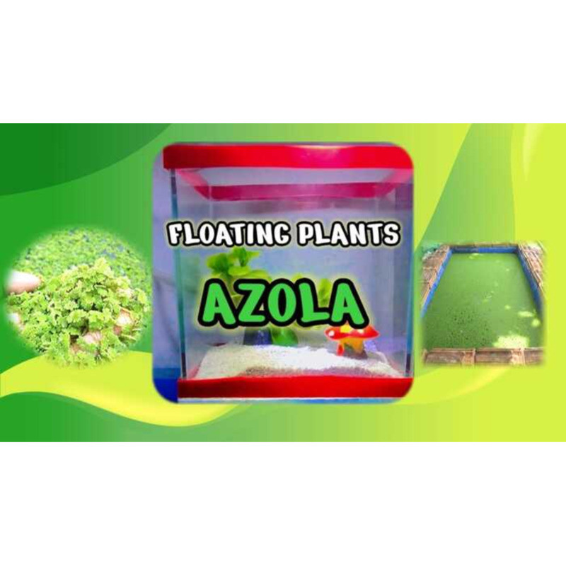FLOATING PLANTS FOR AQUARIUM AZOLA 457 | Shopee Philippines