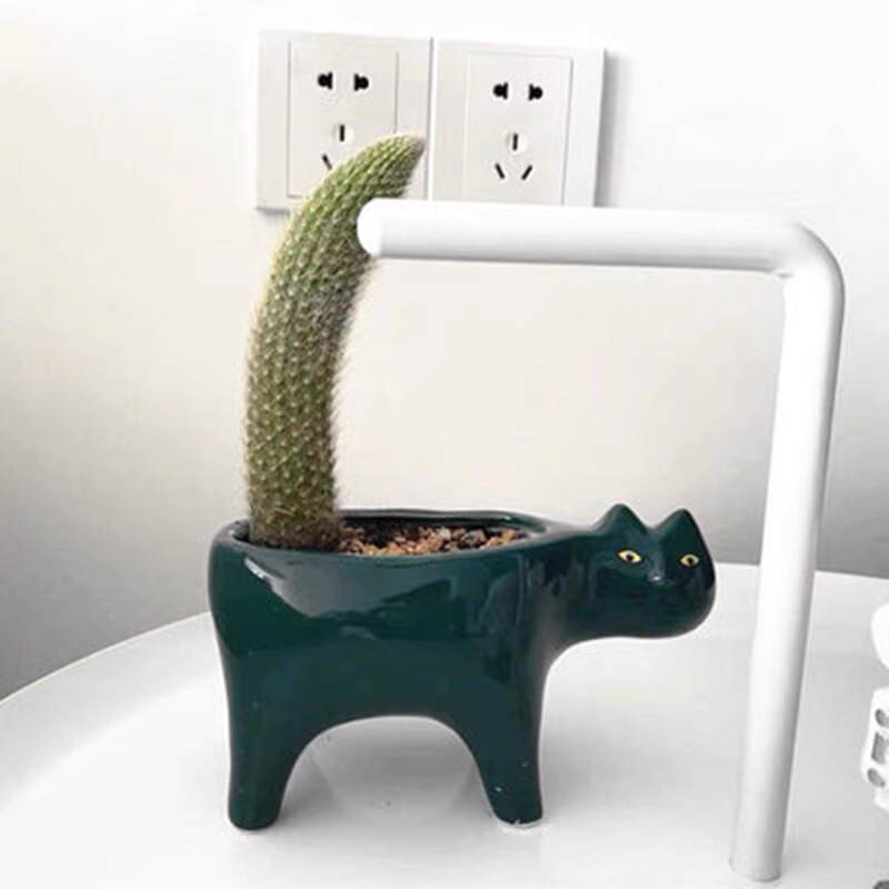 ☑♥ Monkey Tail Cactus, Nine-Tailed Fox Potted Plant, Cat Flower Pot ...