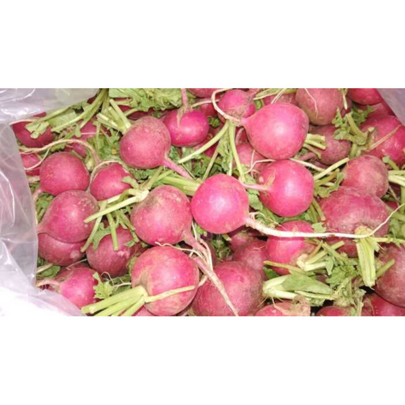 RED RADISH FROM BAGUIO KOREAN (Fressh Not Seeds) P180/Kilo 5Ae | Shopee ...