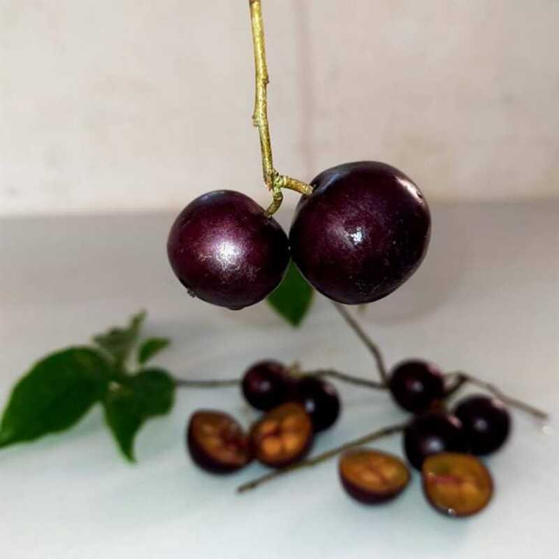 Mansanitas /Governor S Plum Seeds D71 | Shopee Philippines
