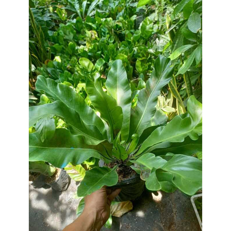 Dapo Bird Nest Fern Pakpak Lawin Live Plant I Fully Rooted 6Bc | Shopee ...