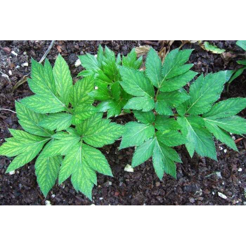 Ashitaba Plant Seeds Tomorrow's Leaf 5A2 | Shopee Philippines
