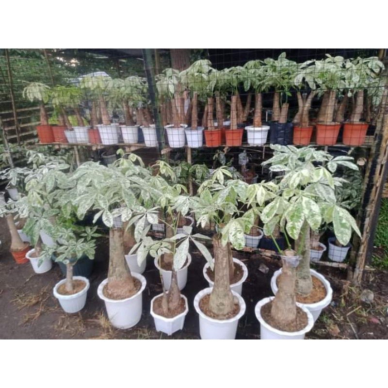 variegated money tree (pachira aquatics) | Shopee Philippines