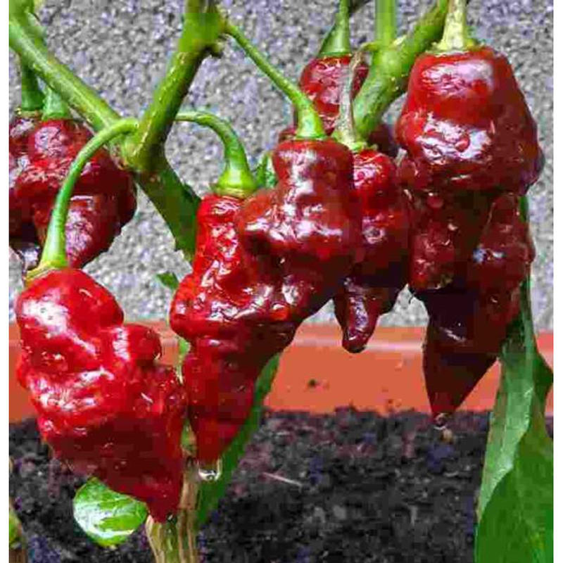 F1 HOT Spicy Red Indian Devil Pepper ( REPACKED 20 Seeds ) - Basic Farm ...