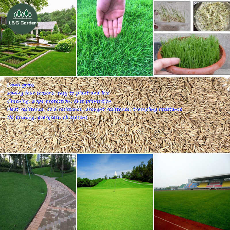 Lawn For Planting Green 200 Bermuda Turf Carabao Grass Evergreen Four ...