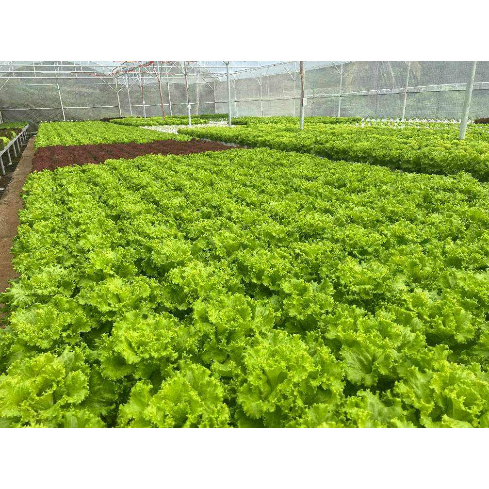[NOT FOR SALE] Hydroponic Products by Katanim - ReyP | Shopee Philippines