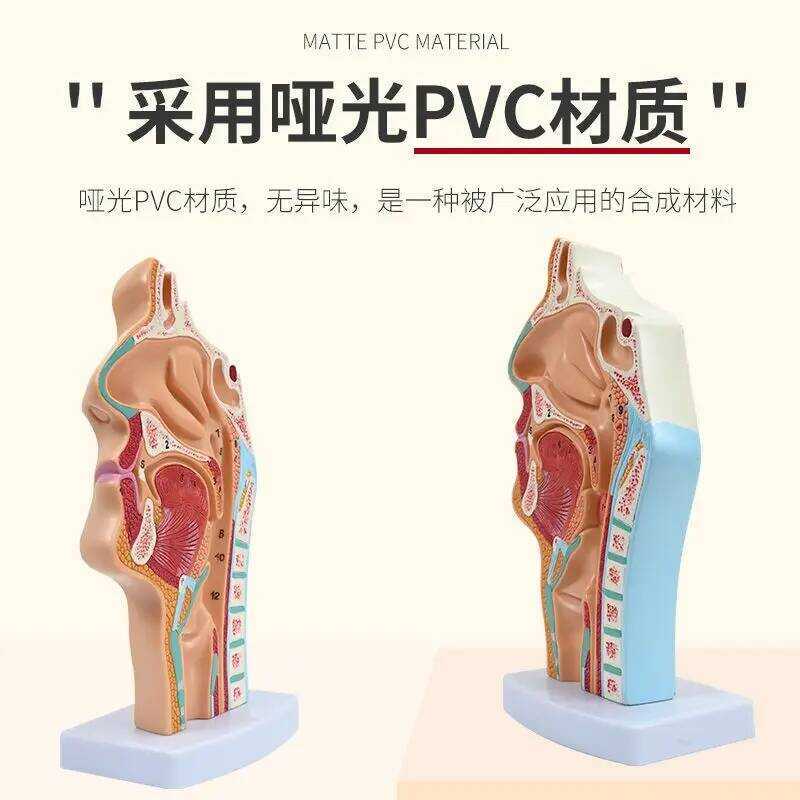 Anatomy Human Otolaryngology Model Lesions Nasal Cavity Nasopharynx ...