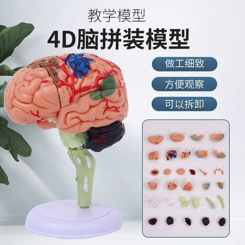 Anatomy Human Organ Structure Teaching Model 4D Brain Detachable ...