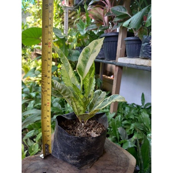 Andrew Croton 2 for 390 Rooted Live Plants | Shopee Philippines