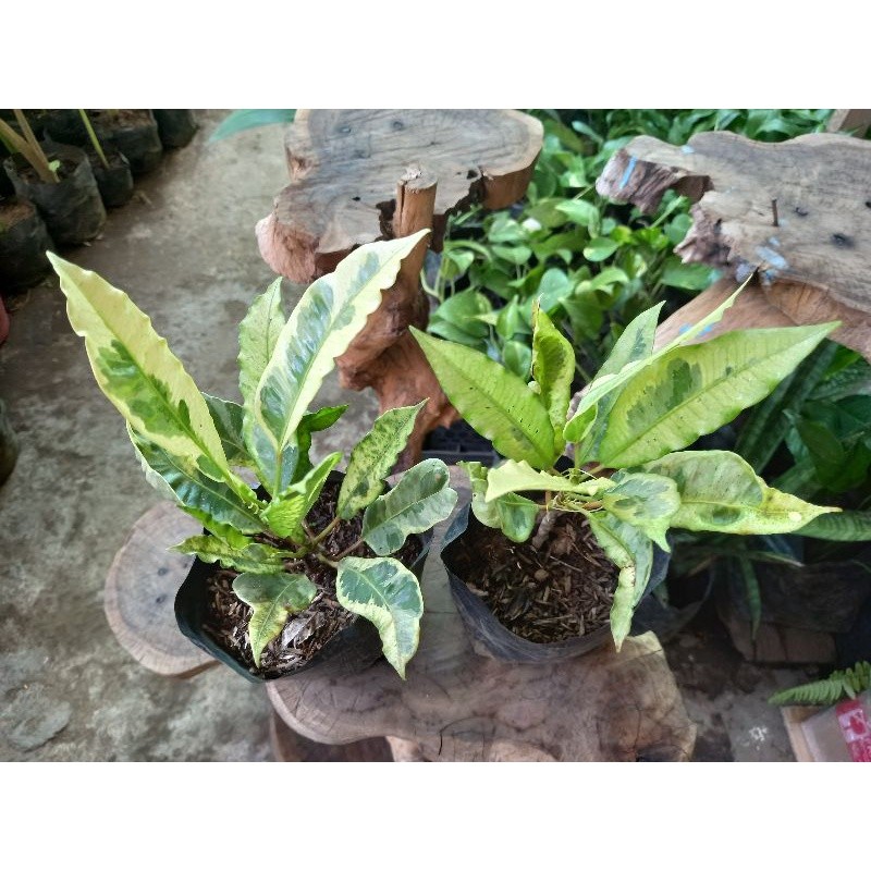Andrew Croton 2 for 390 Rooted Live Plants | Shopee Philippines