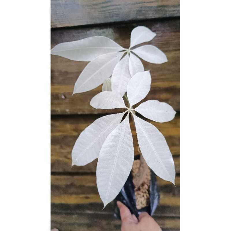 Money Tree Pachira Variegated White Albino F 7F8 | Shopee Philippines