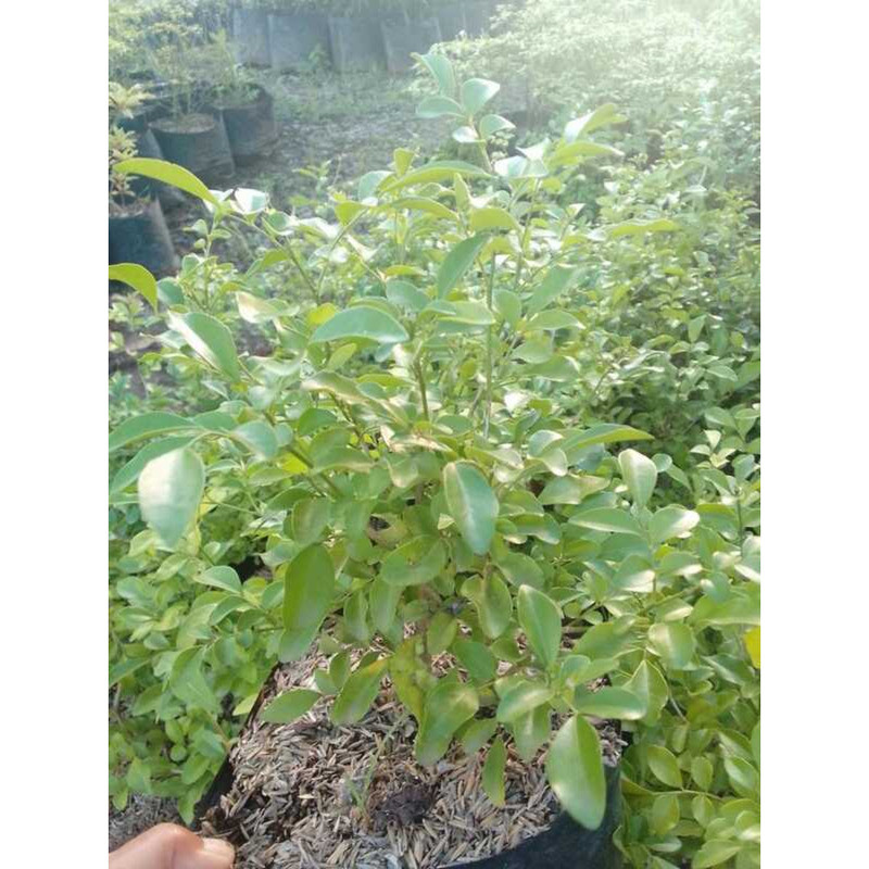 KAMUNING PLANT WITH FREE FERTILIZER 8Df | Shopee Philippines