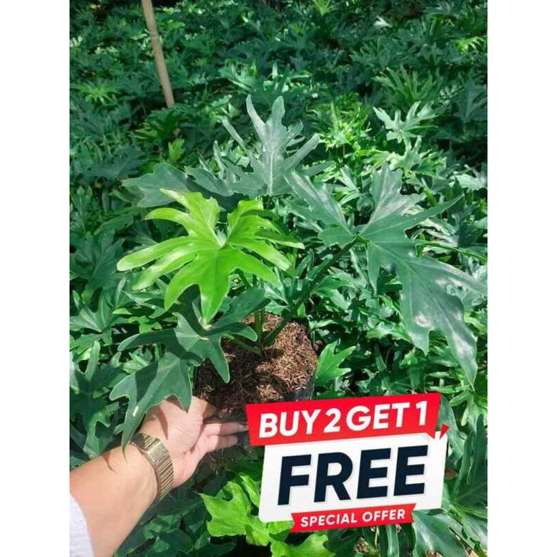 Selloum Sahod Yaman Lucky / Money Plant - Well Stablished And Rooted ...
