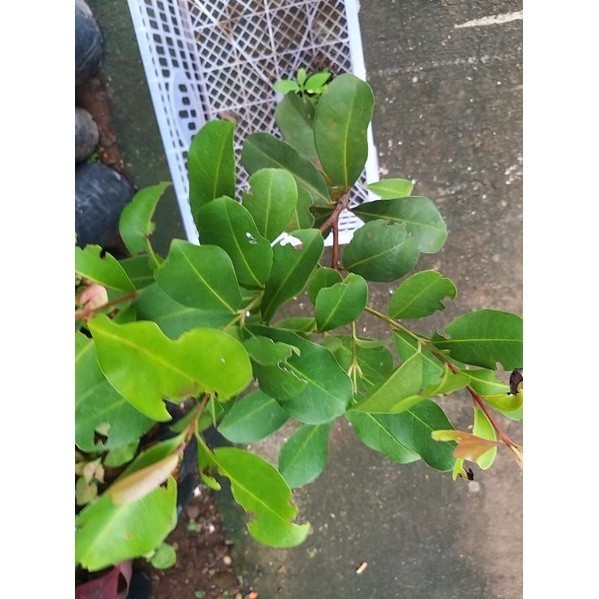 LGM Duhat Grafted Giant /Lomboy/ Giant Java Plum Giant seedlings ...