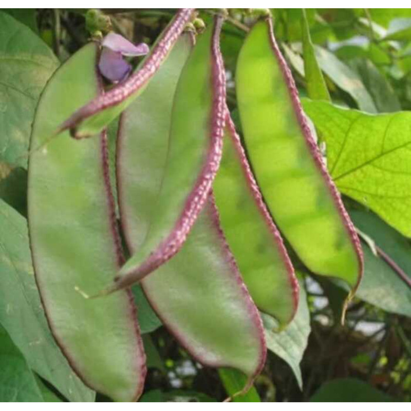 Lentil Green Eyebrow Bean Balcony Garden Pot High-Yield Season ...