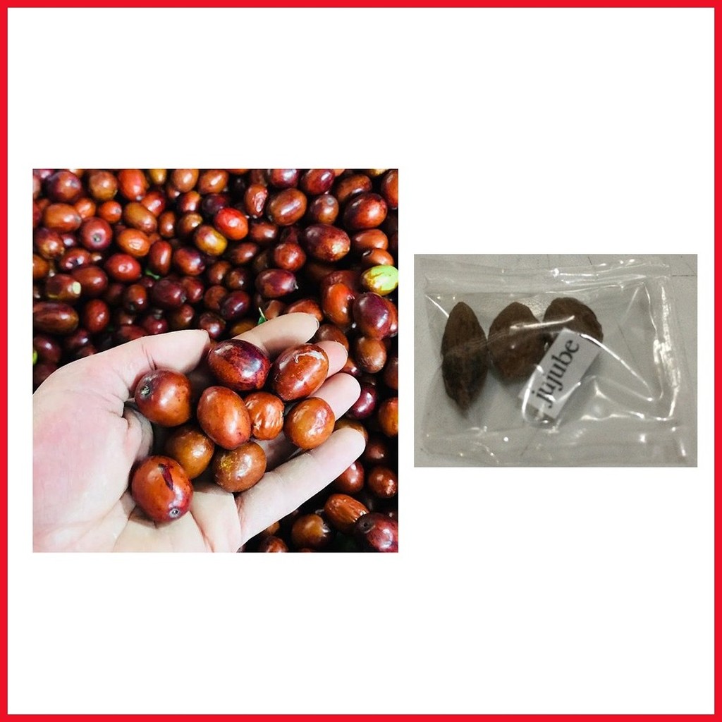 jujube chinese dates mansanitas fruit tree seeds | Shopee Philippines