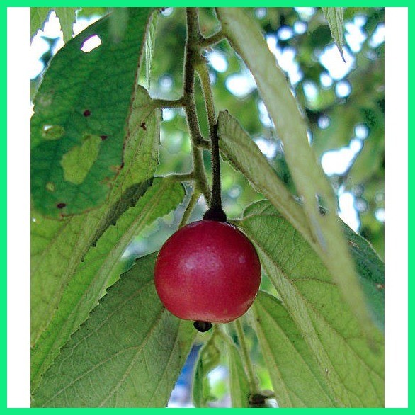 Kerson Fruit Seeds Mansanitas ( Approx 100 seeds ) | Shopee Philippines