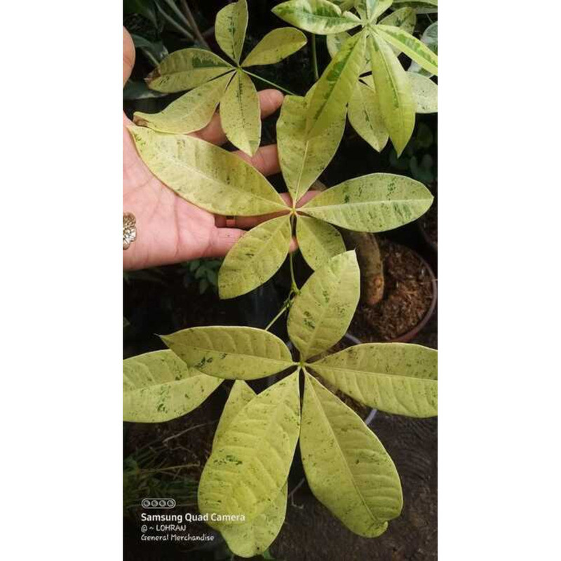 LGM Money Tree Variegated Pachira Aquatica Grafted Seedlings 9B0 ...