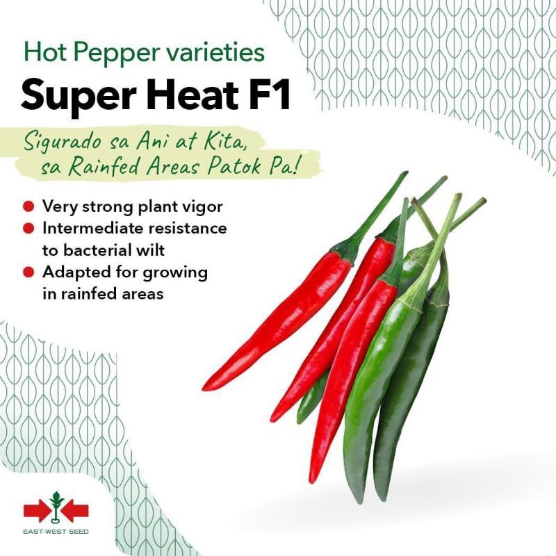 EAST WEST RED HOT F1 (25g) HYBRID HOT PEPPER SILING LABUYO QUALITY ...